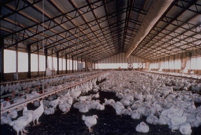 BioEnergy Systems LLC